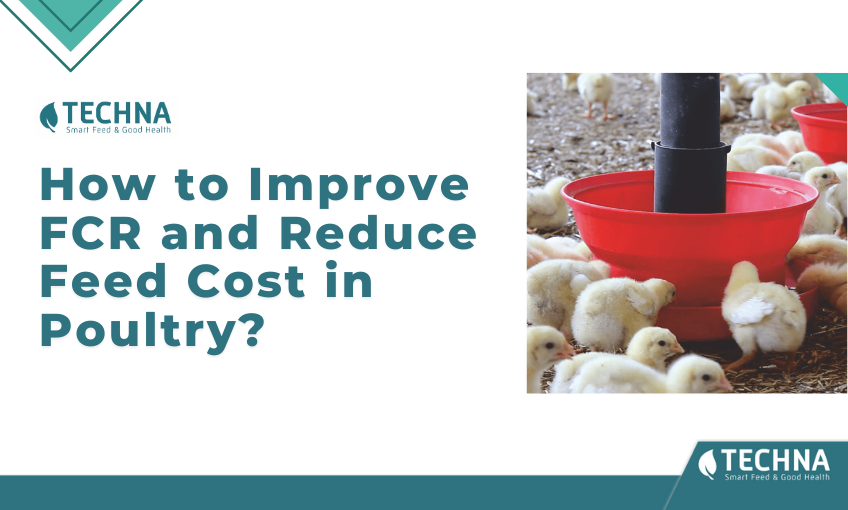 How to Improve FCR and Reduce Feed Cost in Poultry? - SR Publications