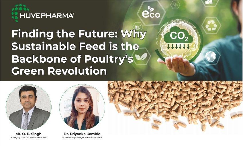 Finding the Future: Why Sustainable Feed is the Backbone of Poultry's ...