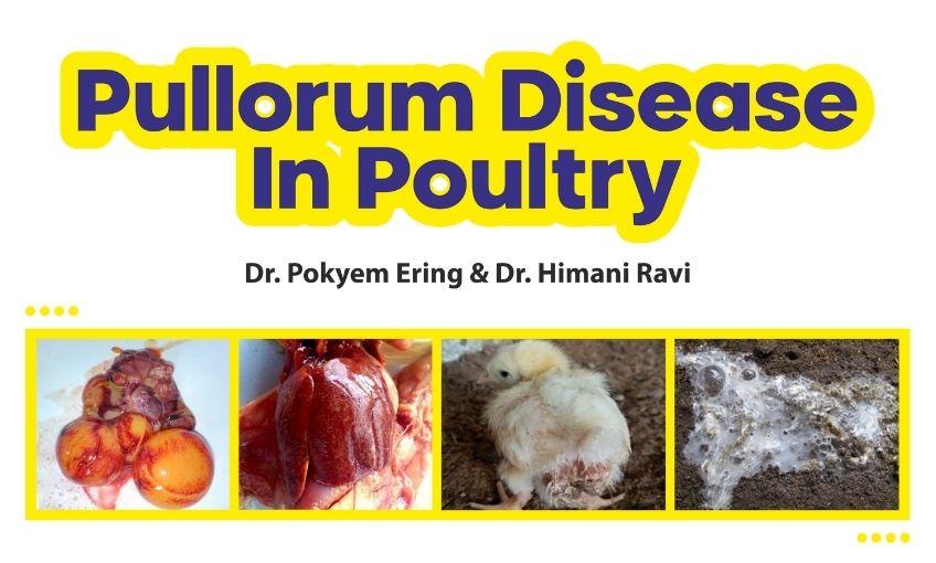 PULLORUM DISEASE IN POULTRY - SR Publications
