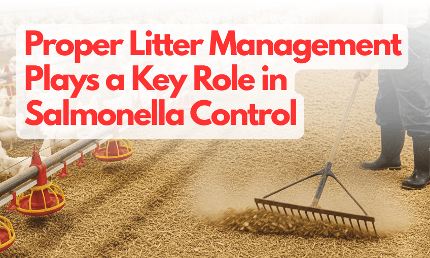 Proper litter management plays a key role in Salmonella control - SR ...