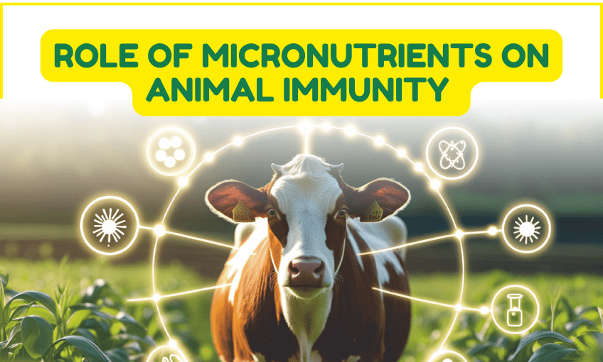Role of Micronutrients on Animal Immunity - SR Publications