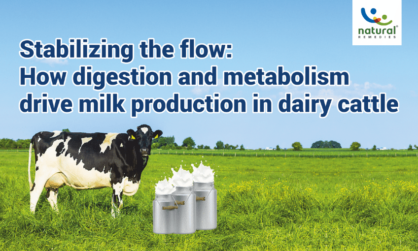 STABILIZING THE FLOW: How digestion and metabolism drive milk ...