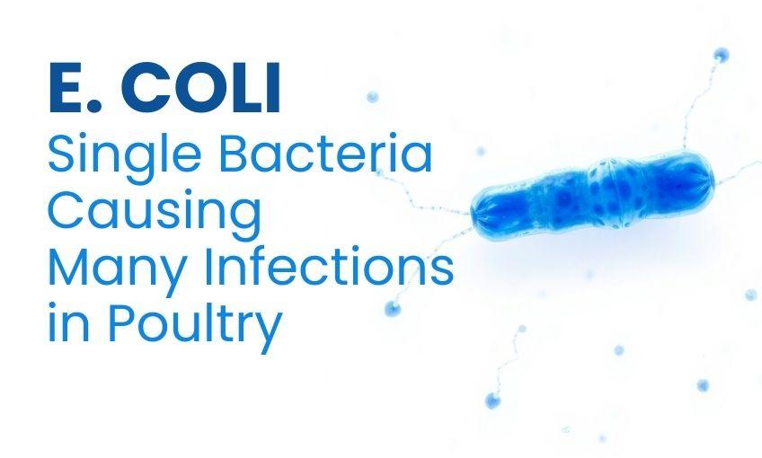 E. COLI - Single Bacteria Causing Many Infections in Poultry - SR ...