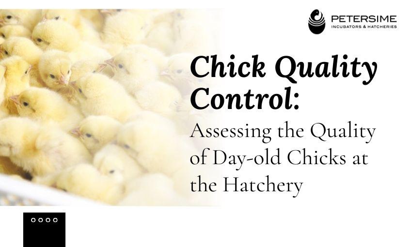 Chick quality control: assessing the quality of day-old chicks at the ...