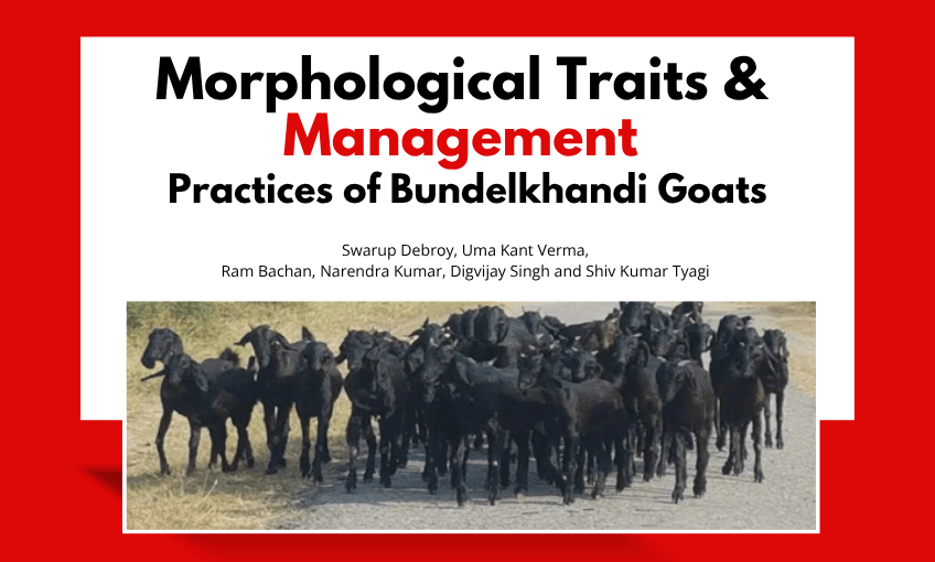 Morphological traits and Management Practices of Bundelkhandi Goats ...