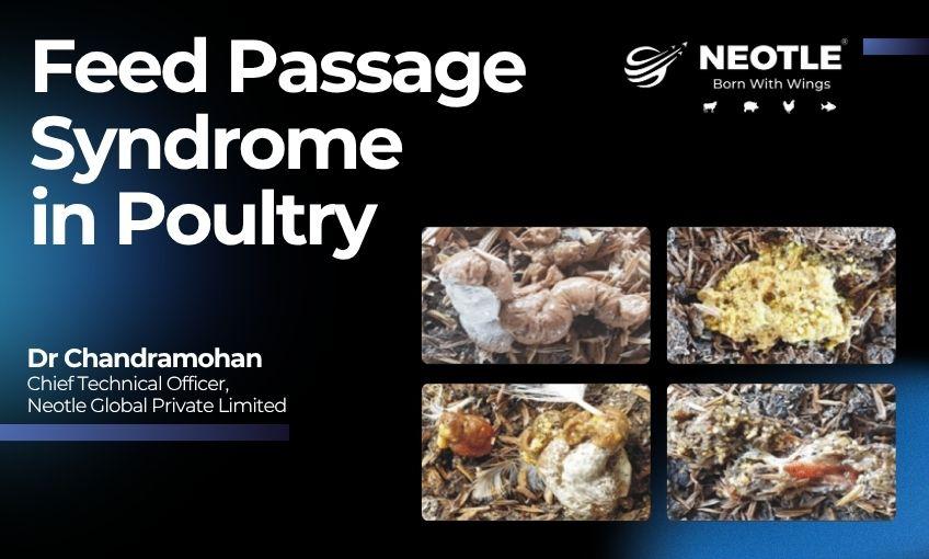 Feed Passage Syndrome in Poultry - SR Publications