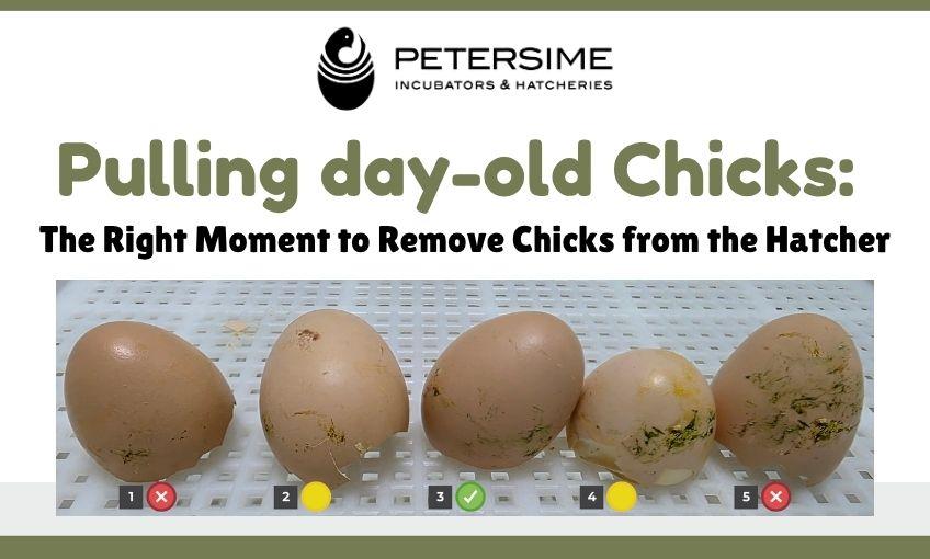 Pulling day-old chicks: the right moment to remove chicks from the ...