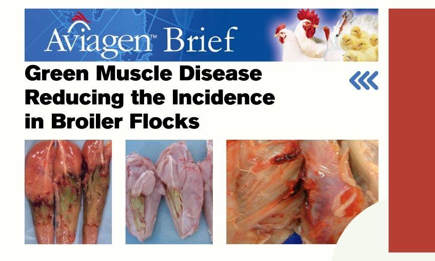 Green Muscle Disease Reducing the Incidence in Broiler Flocks - SR ...