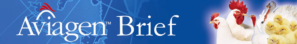 Green Muscle Disease Reducing the Incidence in Broiler Flocks - SR ...