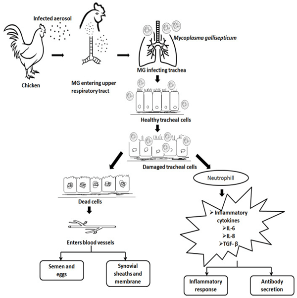 Mycoplasma-Associated Respiratory Disease in Poultry: Pathogenesis ...