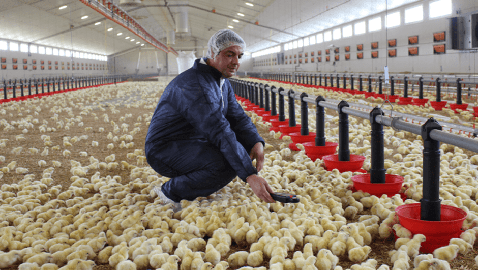 Broiler Chickens: First Days Life Management - SR Publications