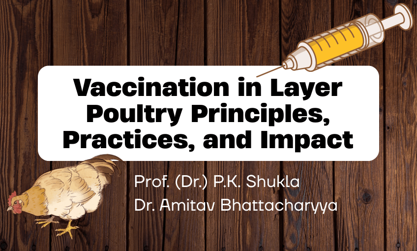 Vaccination in Layer Poultry: Principles, Practices, and Impact - SR ...