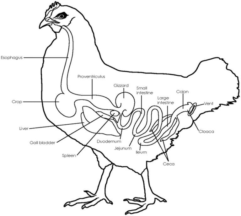 Understanding the Gastro Intestinal Tract of the Chicken - SR Publications