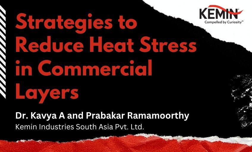 Strategies To Reduce Heat Stress in Commercial Layers - SR Publications
